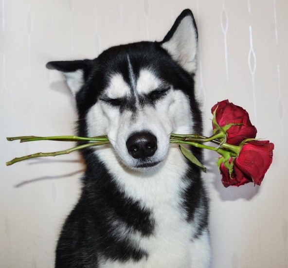 我們沒有要對你幹嘛啦～疑心病超重的哈士奇Anuko | 哈士奇、Husky、狗、毛小孩、汪星人 | 生活發現 | 妞新聞 niusnews