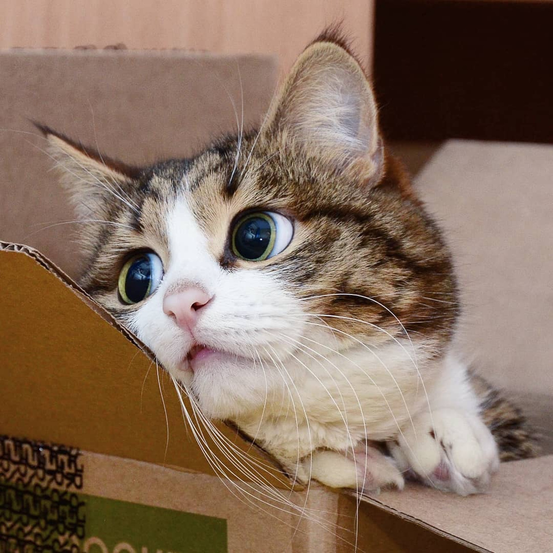 「行走的表情包」虎斑貓Rexie爆紅，下半身癱瘓也擋不住牠的ㄎㄧㄤ！ | cat、可愛、貓咪、萌寵、毛小孩 | 生活發現 | 妞新聞 niusnews