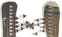 不只是拿來求偶炫耀！羽毛中的另類絕美風景 | Chris Maynard、羽毛、Cut Feather Shadowboxes、鳥、美國 ...