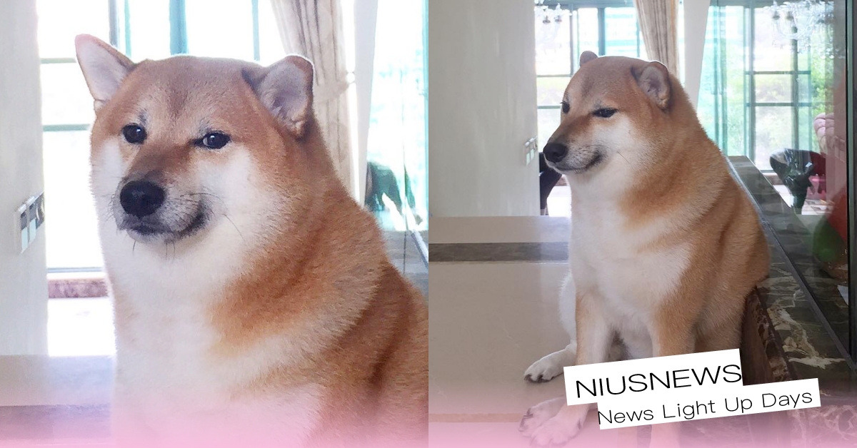 迷因小廢柴手術中離世！飼主發文「Balltze睡著了」：我相信他將在天空自由奔跑 | 迷因柴犬、肌肉柴與小廢柴、寵物新聞、快訊、狗 | 寵物圈圈 | 妞新聞 niusnews