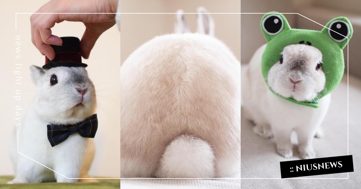 戴上各種造型帽變身小青蛙兔、小畫家兔，百變兔Toro的時尚帽帽秀！ | toronouchi、instagram、Toro、萌、兔 | 生活 ...